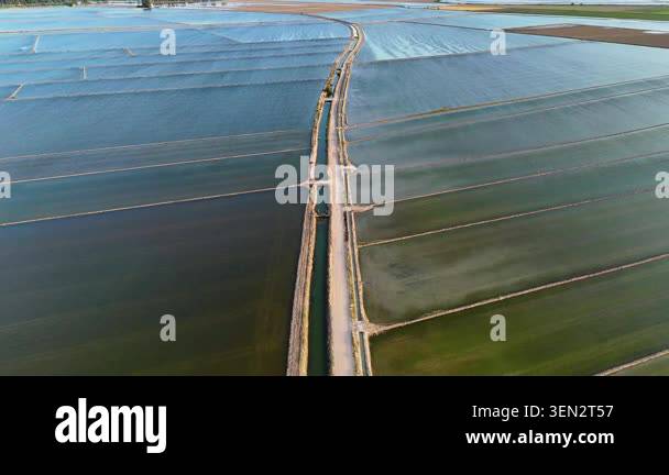 Aerial drone footage flying over expansive flooded rice fields ...