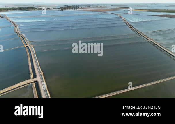 Vast expanse of flooded rice paddies in Andalusia, Spain. Aerial ...
