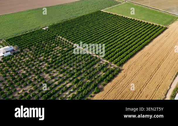 Spectacular aerial view of extensive agricultural fields. Neat rows of ...