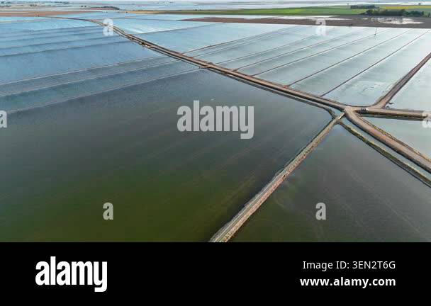 Vast expanse of flooded rice paddies in the Guadalquivir river marshes ...
