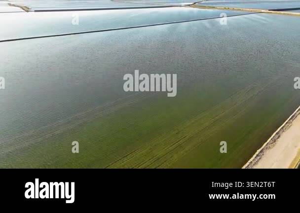 Drone footage flying over flooded rice fields near the Guadalquivir ...