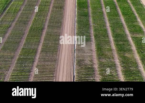Drone view flying backwards over straight rows of a green agricultural ...