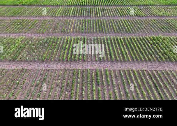 Beautiful aerial view of an agricultural field with geometric patterns ...