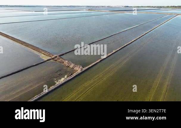 Aerial view flying backwards over expansive flooded rice paddies in ...