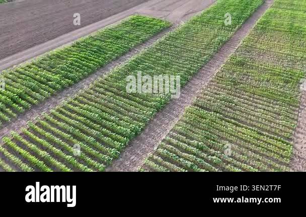 Agricultural machine harvesting crops in a green field. Aerial view of ...