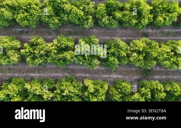 Top down aerial view of a verdant orchard with rows of lush green trees ...