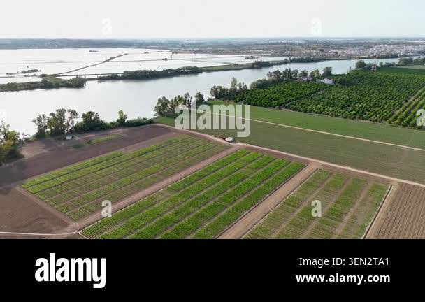 Aerial view of agricultural fields with green crops growing in rows ...