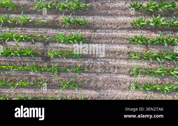Drone camera flying forward over a freshly plowed cornfield with young ...