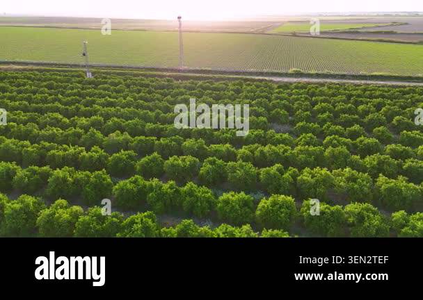 Stunning aerial perspective of lush green orange tree fields and ...