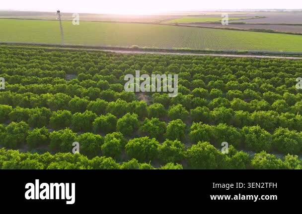 Beautiful aerial view flying over a vast orange plantation and ...