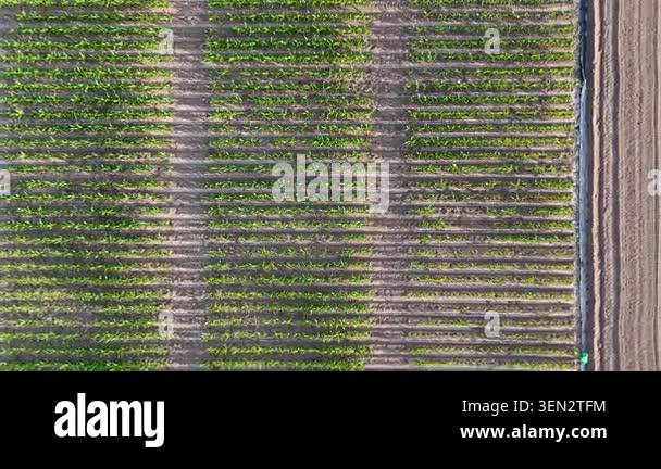 Top down aerial view of agricultural fields. Drone footage moving ...