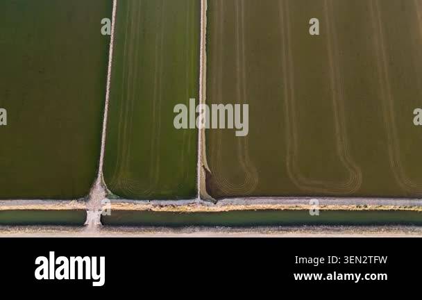 Cinematic drone footage flying over extensive rice paddies. The fields ...