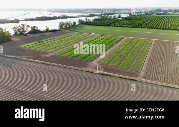 Aerial footage of cultivated farm fields with young plants growing in ...