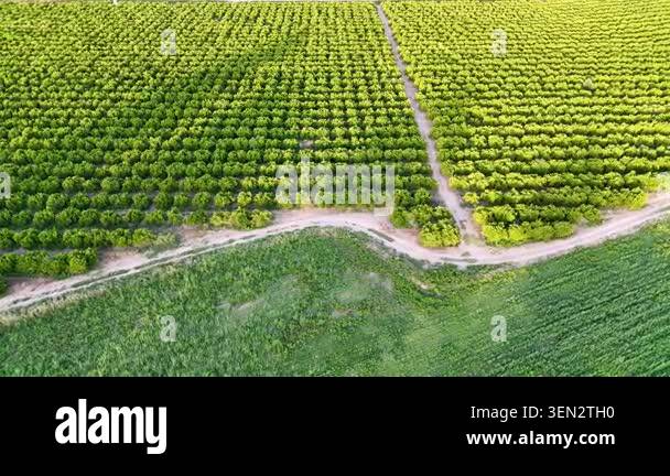 Cinematic top down drone shot flying over a lush green agricultural ...
