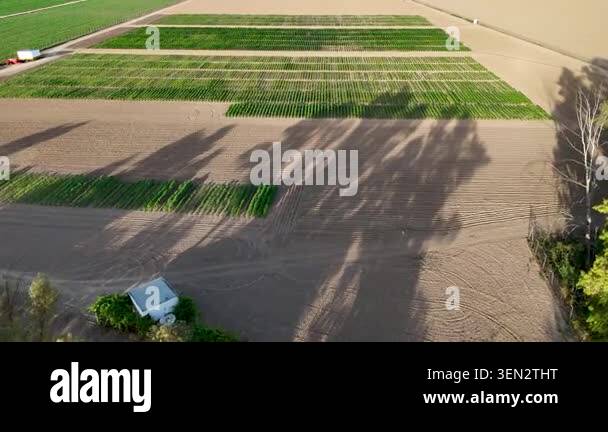Aerial view flying over lush green crops growing in neat rows ...