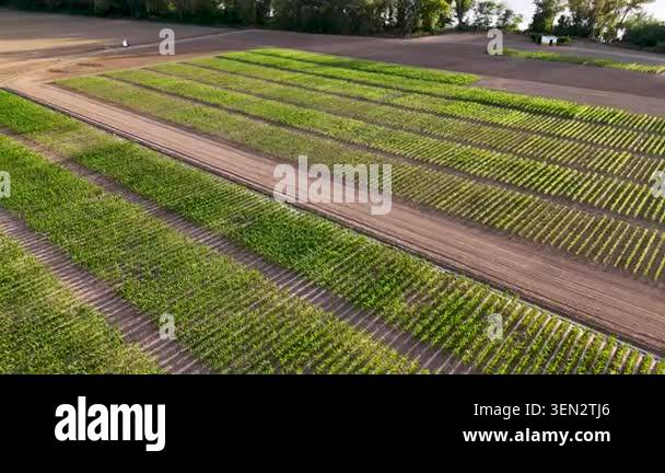 Drone shot flying over a vast agricultural landscape with perfectly ...