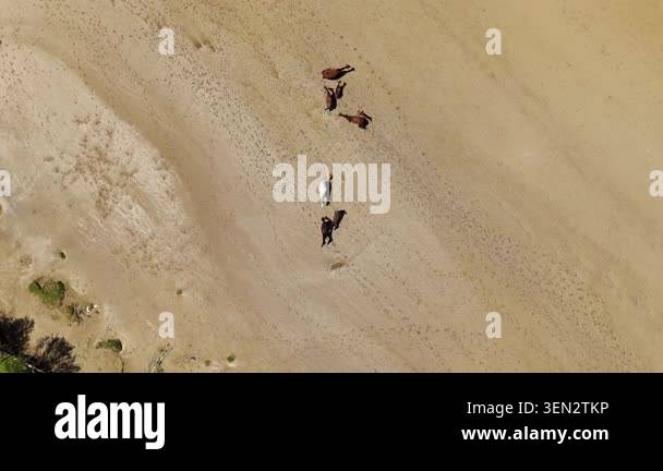 Top down aerial view of a herd of wild horses walking across a vast ...