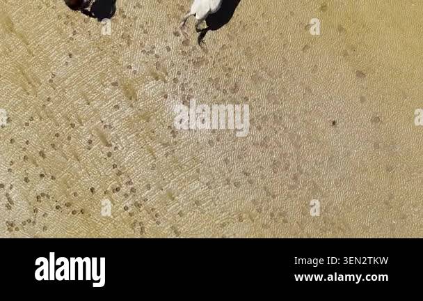 Breathtaking overhead view of a herd of wild horses galloping through ...