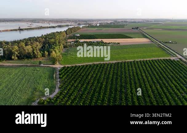 Expansive aerial view of lush green agricultural fields and orchards ...