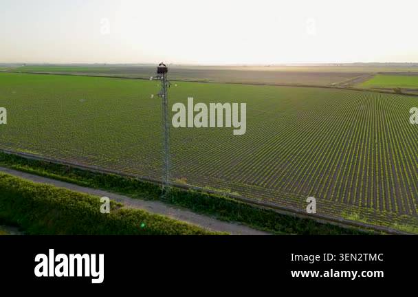 Aerial view of a white stork nest atop an electricity pylon. Green ...