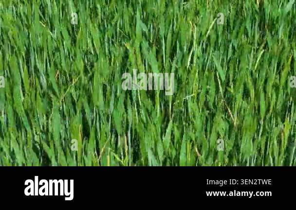 Close-up of young rye ears forming among dense green stems in ...