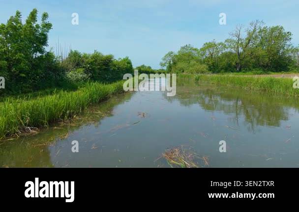 Overgrown drainage canal with floating reeds and aquatic vegetation ...