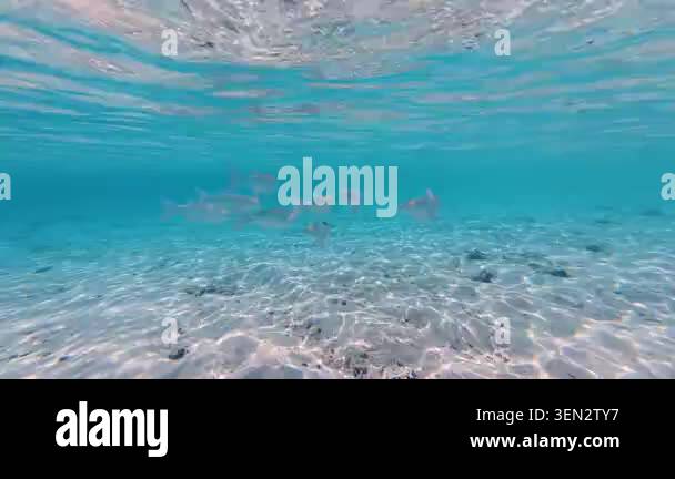 School of fish swimming above sandy reef in Cook Islands lagoon ...