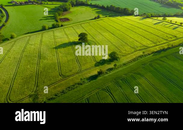 Aerial crop field patterns surrounding isolated trees in farmland ...