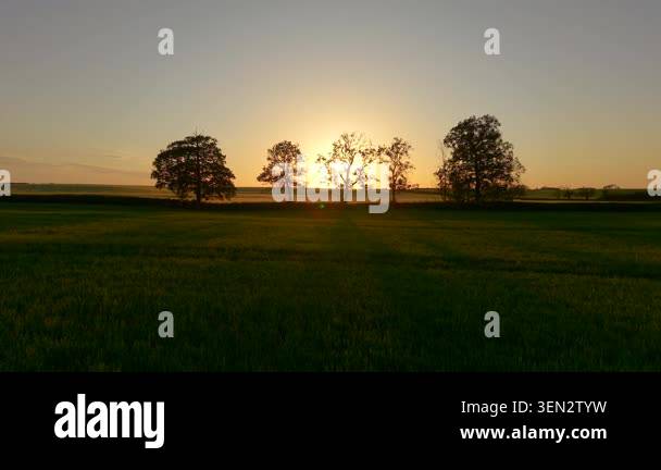 Tree silhouettes sunset landscape across green crop fields at dusk ...