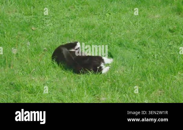 Black and white house cat rolling playfully across lush green lawn ...