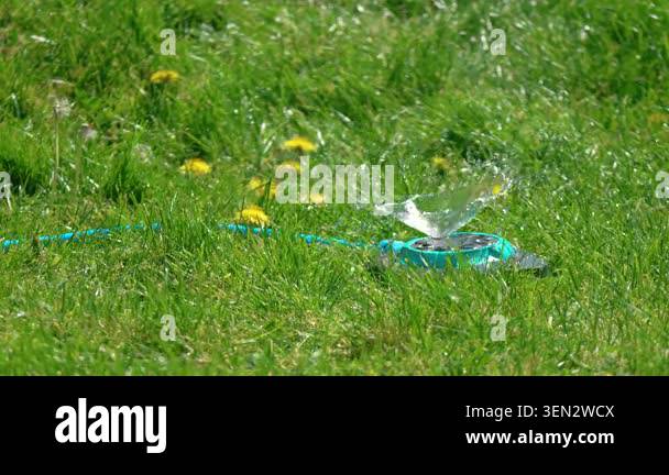 Garden sprinkler activating and beginning water burst over green lawn ...