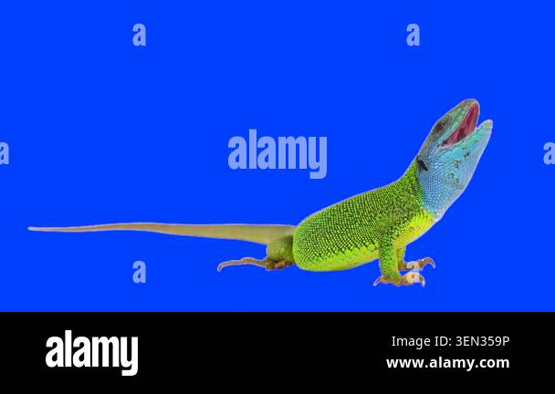 Green lizard on chroma key background Stock Video Footage - Alamy