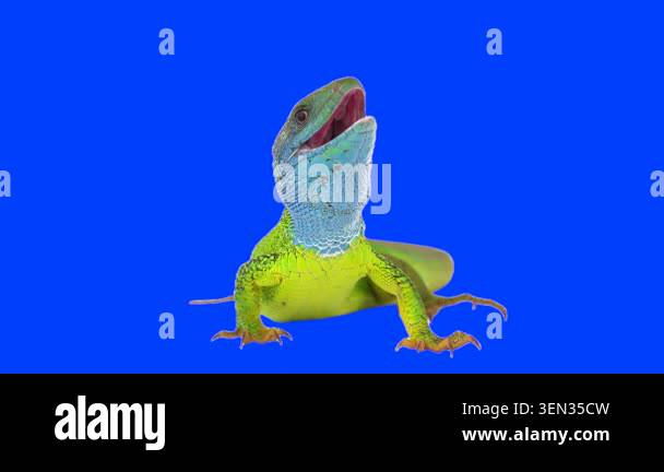 Green lizard on chroma key background Stock Video Footage - Alamy