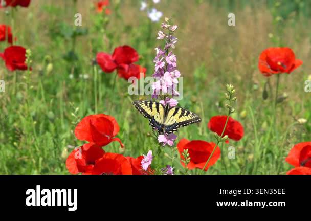 Swallowtail Butterfly (Papilio glaucus) butterfly gathers nectar from ...