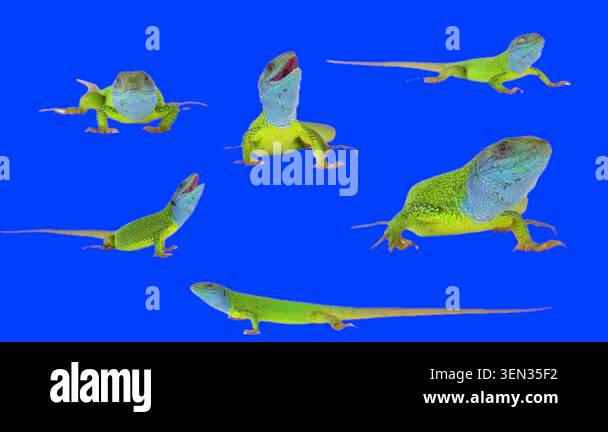 Green lizard on chroma key background Stock Video Footage - Alamy