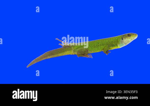 Green lizard on chroma key background Stock Video Footage - Alamy