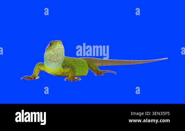 Green lizard on chroma key background Stock Video Footage - Alamy