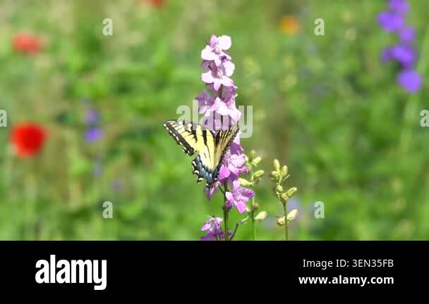 Swallowtail Butterfly (Papilio glaucus) butterfly gathers nectar from ...