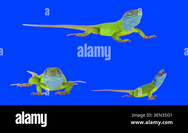 Green lizard on chroma key background Stock Video Footage - Alamy