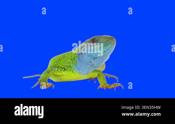 Green lizard on chroma key background Stock Video Footage - Alamy