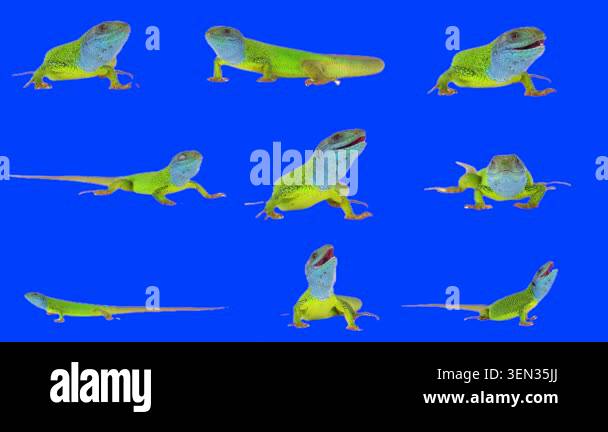 Green lizard on chroma key background Stock Video Footage - Alamy