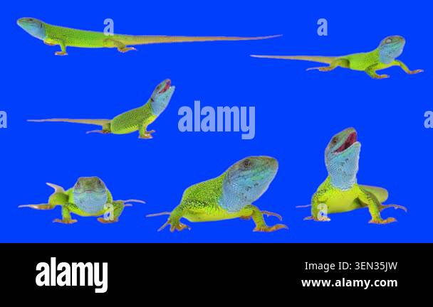 Green lizard on chroma key background Stock Video Footage - Alamy