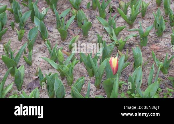 Single Red and Yellow Tulip Bud Blooming in a Field of Green Sprouts ...
