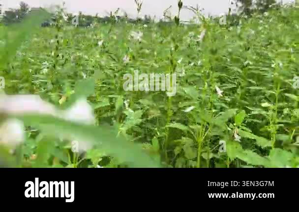 Wide shot of green sesame field with white blooming flowers Stock Video ...
