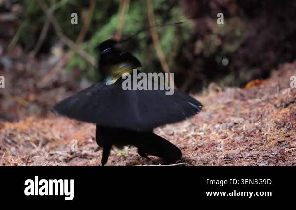 The western or Arfak parotia (Parotia sefilata) is a medium-sized ...
