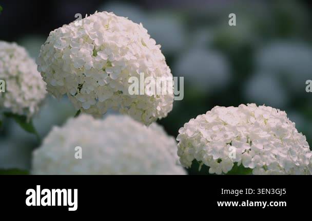 Tokyo,Japan - June 7, 2026: Closeup of Annabelle or white hydrangea ...