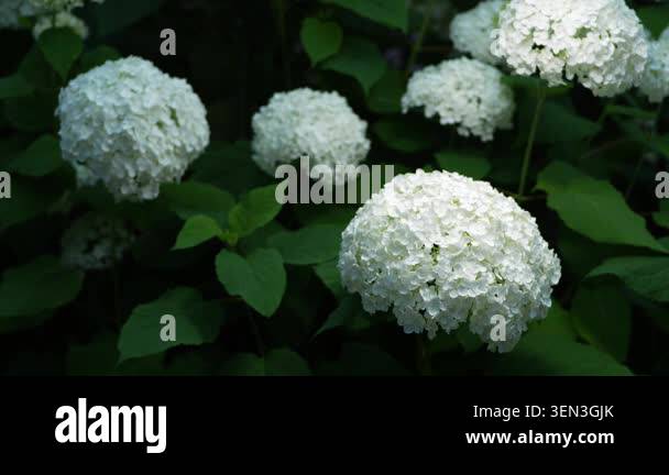 Tokyo,Japan - June 7, 2026: Closeup of Annabelle or white hydrangea ...