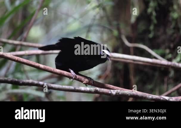 The western or Arfak parotia (Parotia sefilata) is a medium-sized ...