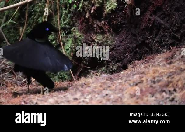 The western or Arfak parotia (Parotia sefilata) is a medium-sized ...