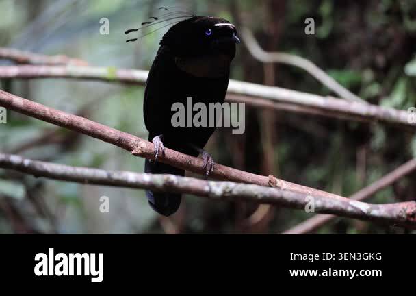The western or Arfak parotia (Parotia sefilata) is a medium-sized ...